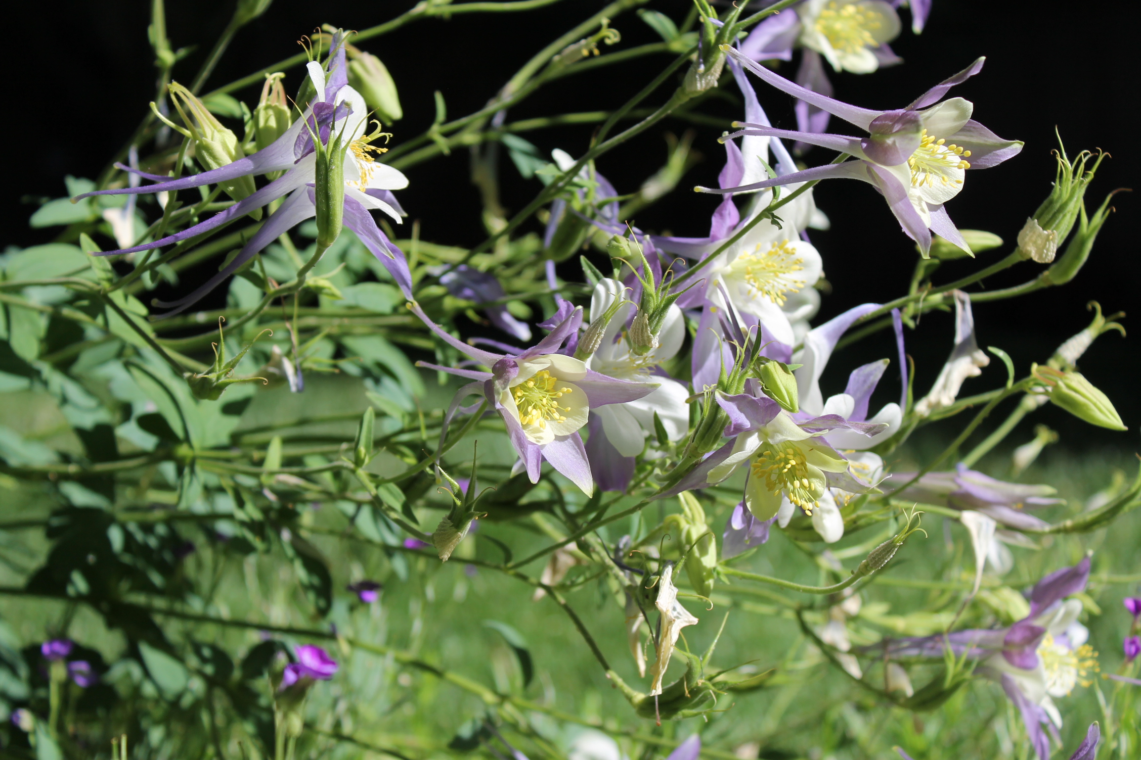 Native Utah Plants to use in a Commercial Property - Elite Grounds